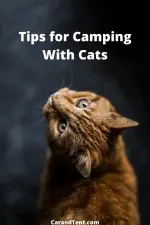 Camping with Cats - Everything You Need to Know