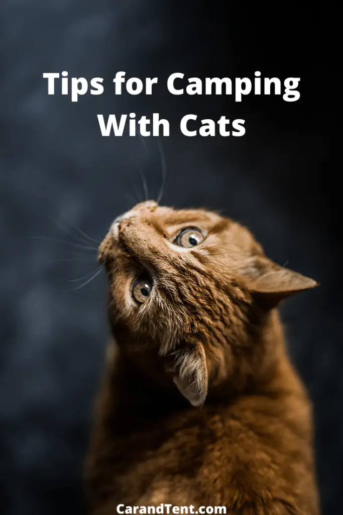 Camping with Cats - Everything You Need to Know