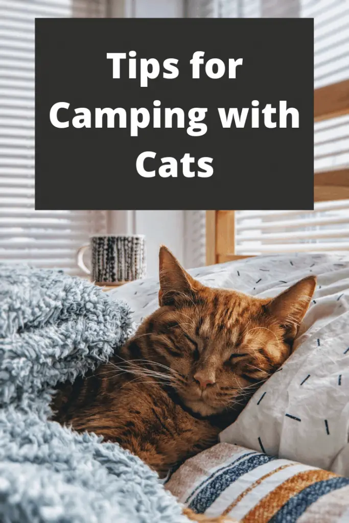Camping with Cats - Everything You Need to Know