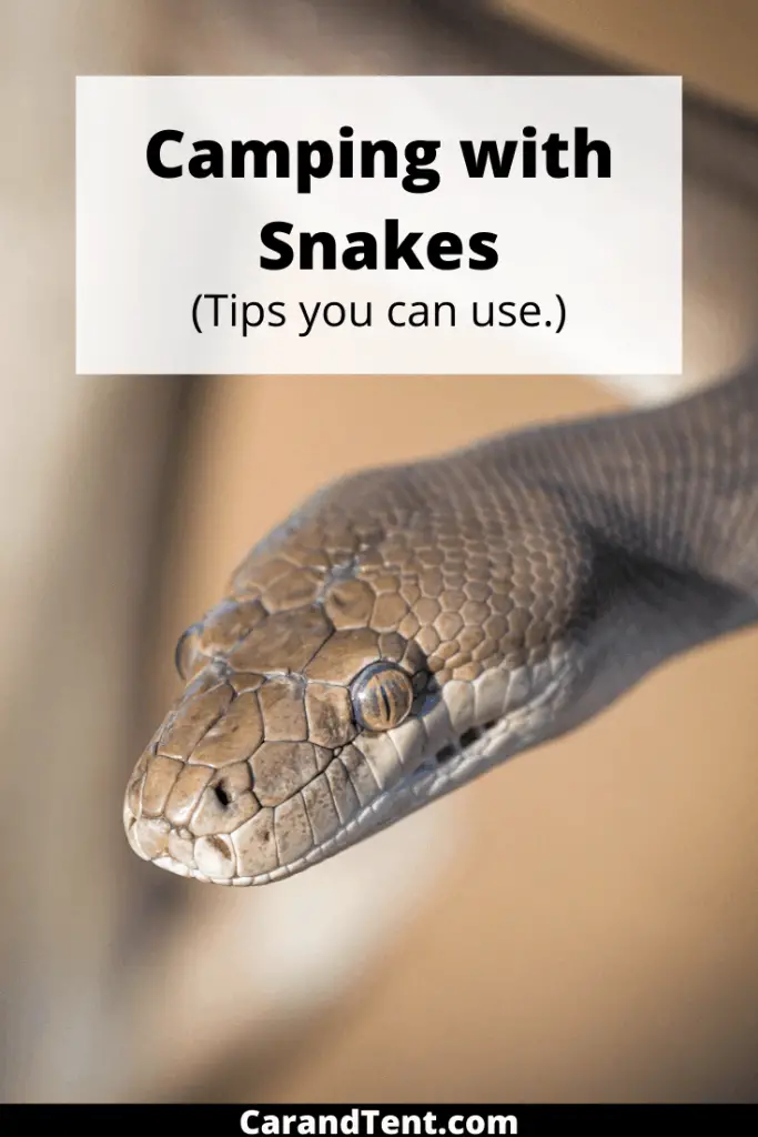 How to Avoid Snakes While Camping and Hiking