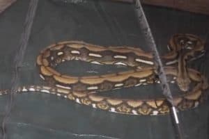 How to Avoid Snakes While Camping and Hiking