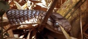 How to Avoid Snakes While Camping and Hiking