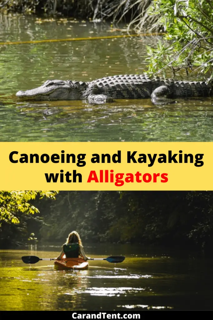 Kayaking and Canoeing with Alligators - Is it safe?